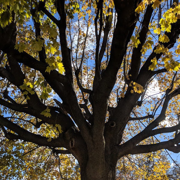 Cute Bee Craft Activity Color, Cut, and Glue for Prek to 2nd Grade, PDF ...